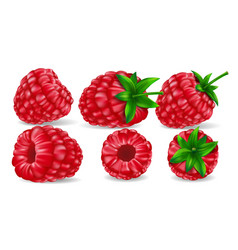 Realistic raspberry splash flow with leaves Vector Image