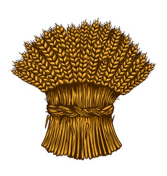Wheat sheaf in engraving style design element Vector Image