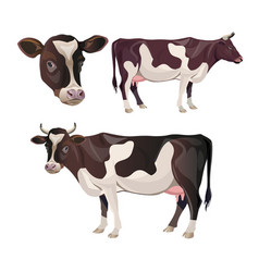 Two red cows Royalty Free Vector Image - VectorStock