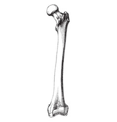 Human femur bones Royalty Free Vector Image - VectorStock