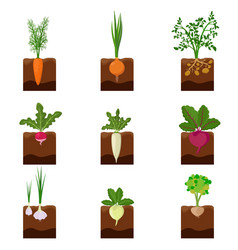 Plant growing process set gardening seedling Vector Image