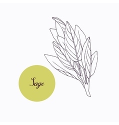 Sage set Royalty Free Vector Image - VectorStock