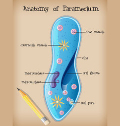 A close up design of paramecium Royalty Free Vector Image
