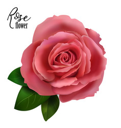 Red rose cartoon style on white background Vector Image