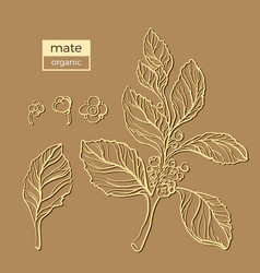 Mate 1 branch shape Royalty Free Vector Image - VectorStock