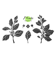 Mate 1 branch shape Royalty Free Vector Image - VectorStock