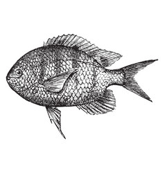 Exocoetidae or flying fish hand drawing vintage Vector Image