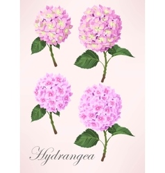 Blooming flower hydrangea vector by Kotkoa - Image #6290330 - VectorStock