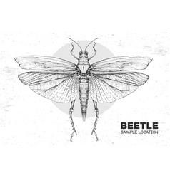 Realistic hand drawing shield beetle artistic bug Vector Image