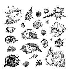Set seashells outline Royalty Free Vector Image