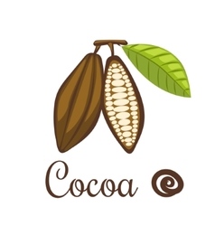 Cocoa frame superfood drawing template Royalty Free Vector