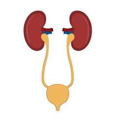 Urinary system isolated Royalty Free Vector Image