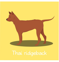 An depicting samoyed dog cartoon Royalty Free Vector Image