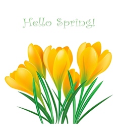 Spring flowers crocus natural background Vector Image