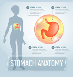 Intestine infographics banner Royalty Free Vector Image