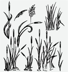 Reed Royalty Free Vector Image - VectorStock
