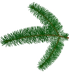 Fur tree Royalty Free Vector Image - VectorStock