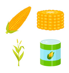 Maize or corn growth stages in form of infographic