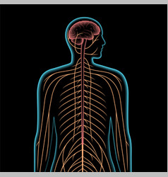 Autonomic nervous system Royalty Free Vector Image