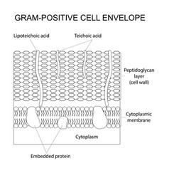 Anatomy of animal cell with words Royalty Free Vector Image