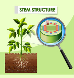 Diagram showing stem and root structure Royalty Free Vector