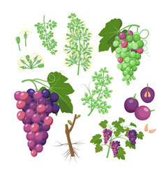 Vine Royalty Free Vector Image - VectorStock