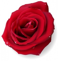 Red rose bush vector by PopOnAir - Image #1973301 - VectorStock