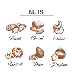 Nuts frame design hand drawn pecan macadamia pine Vector Image