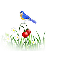 Cute bluebird Royalty Free Vector Image - VectorStock