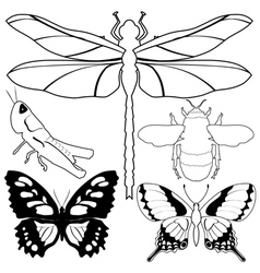 Insect collection Royalty Free Vector Image - VectorStock