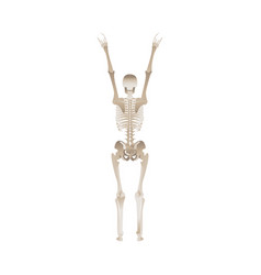 Cheerful skeleton in different poses dancing Vector Image