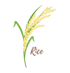 Rice plant Royalty Free Vector Image - VectorStock