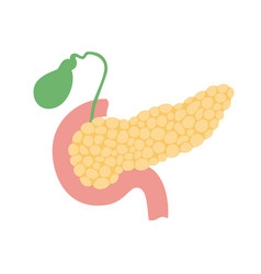 Pancreas Royalty Free Vector Image - VectorStock