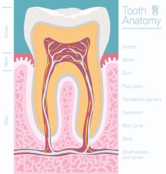 Tooth cut Royalty Free Vector Image - VectorStock