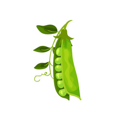 Green pea pods with grains cartoon isolated Vector Image