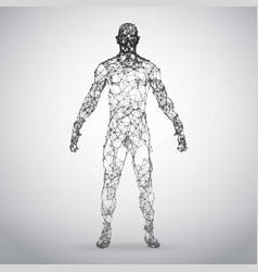 3d wireframe human body Royalty Free Vector Image