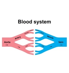 Venous system Vector Image by P6M5 - Image #826048 - VectorStock