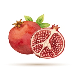 Pomegranate or garnet realistic Royalty Free Vector Image