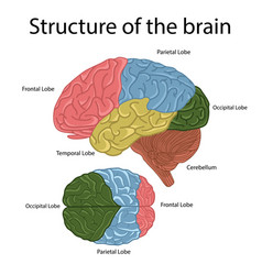 Human brain cartoon Royalty Free Vector Image - VectorStock