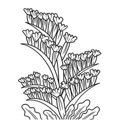 Jasmine flower coloring page for adults Royalty Free Vector