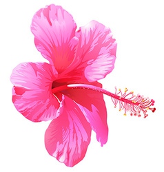Hibiscus tropical flower Royalty Free Vector Image