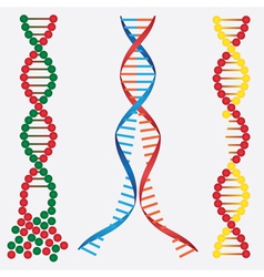Structure of cell from gene to dna and chromosome Vector Image