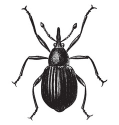 Weevil beetle Royalty Free Vector Image - VectorStock