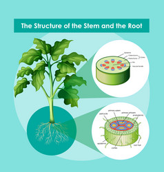 Diagram showing stem structure a plant Royalty Free Vector