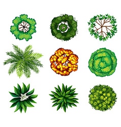 Set wildflowers top view Royalty Free Vector Image