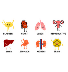 Human internal organs infographic poster Vector Image