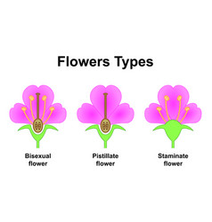 Types of muscle Royalty Free Vector Image - VectorStock