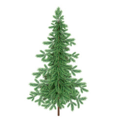 Pine tree Royalty Free Vector Image - VectorStock