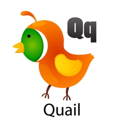 Letter q with animal quail for kids abc education vector by AnnaBerg ...