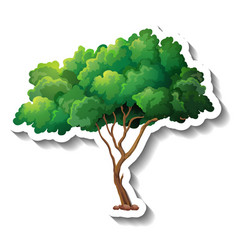 A tree with green leaves sticker on white Vector Image